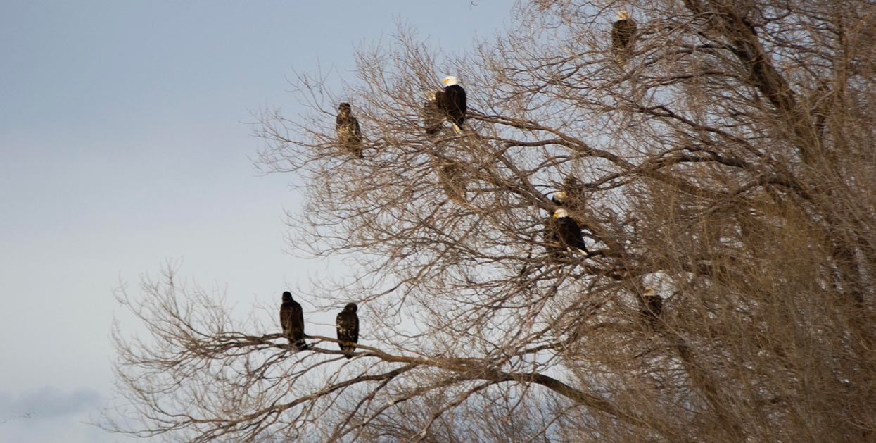 Bird Watching - Hagerman Chamber